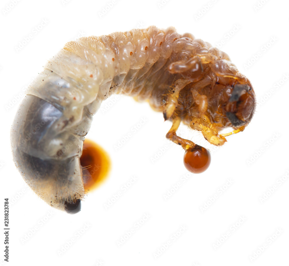 beetle larva on white background Stock Photo | Adobe Stock