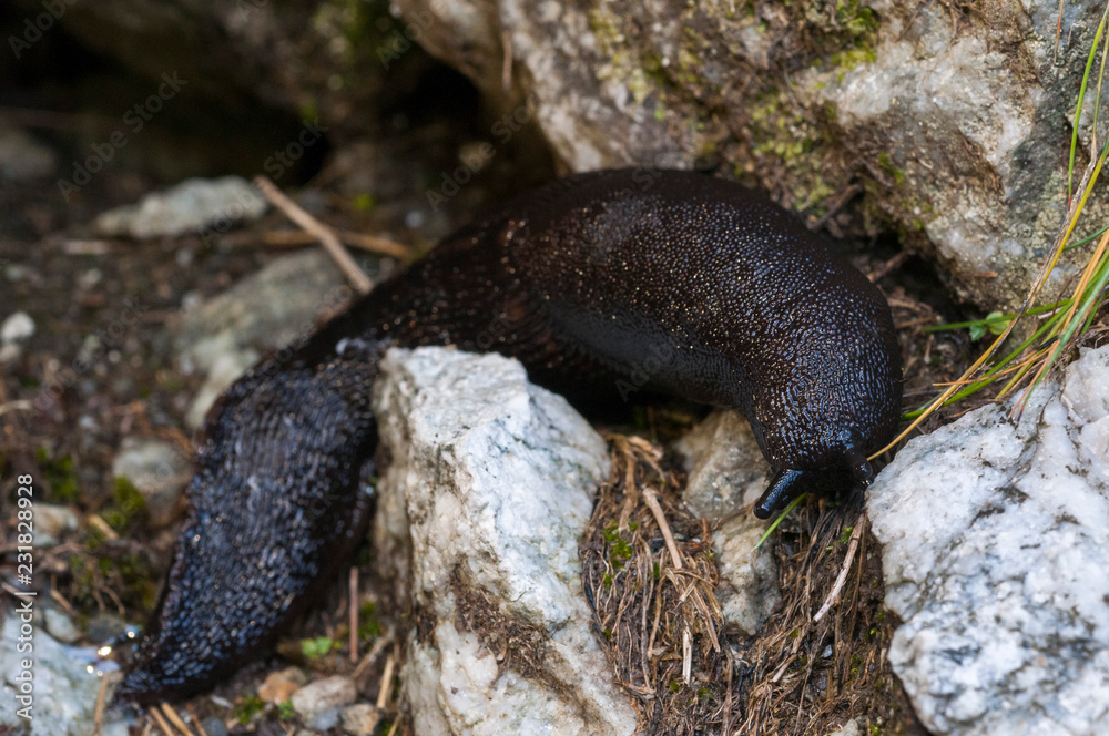 Black and blue slug, Limax cinereoniger. The largest terrestrial slug ...