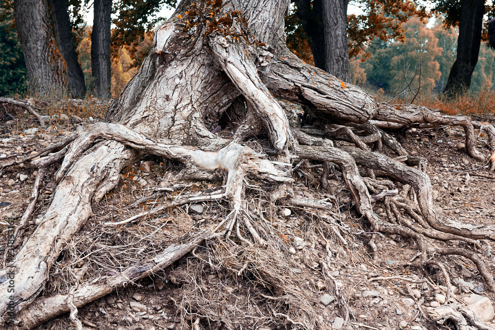Tree Roots In Ground