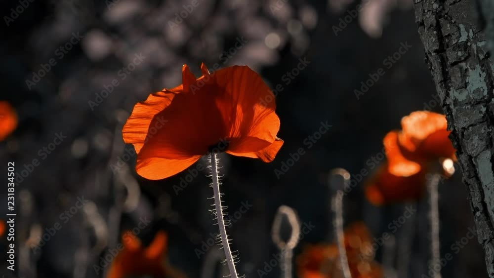 Stylized picture of poppy tenderness.Poppy flowers are attractive and ...