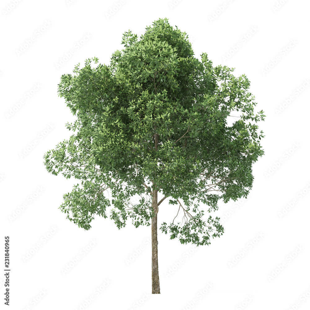 Alder. Tree isolated on white background. 3D rendering. Stock ...