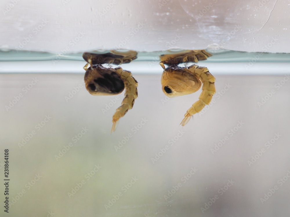 Poster Mosquito larvae: As larvae grow in water – Wall Art | UkPosters