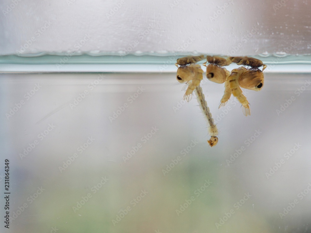 Baby Mosquitoes In Water