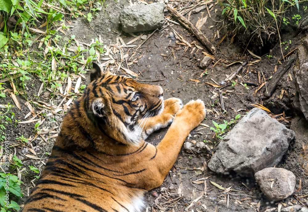 Foto de Sumatran tiger (Panthera tigris sondaica) lying calmly on the ...