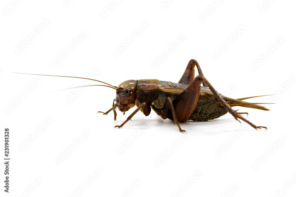 Image of cricket on white background., Insects. Animals Stock Photo ...