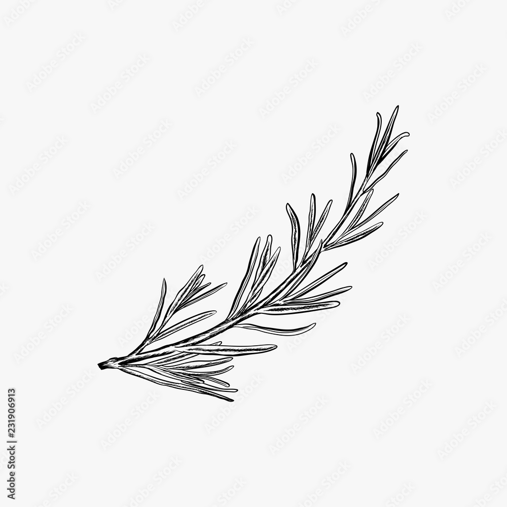Hand drawn rosemary vector illustration Stock Vector | Adobe Stock