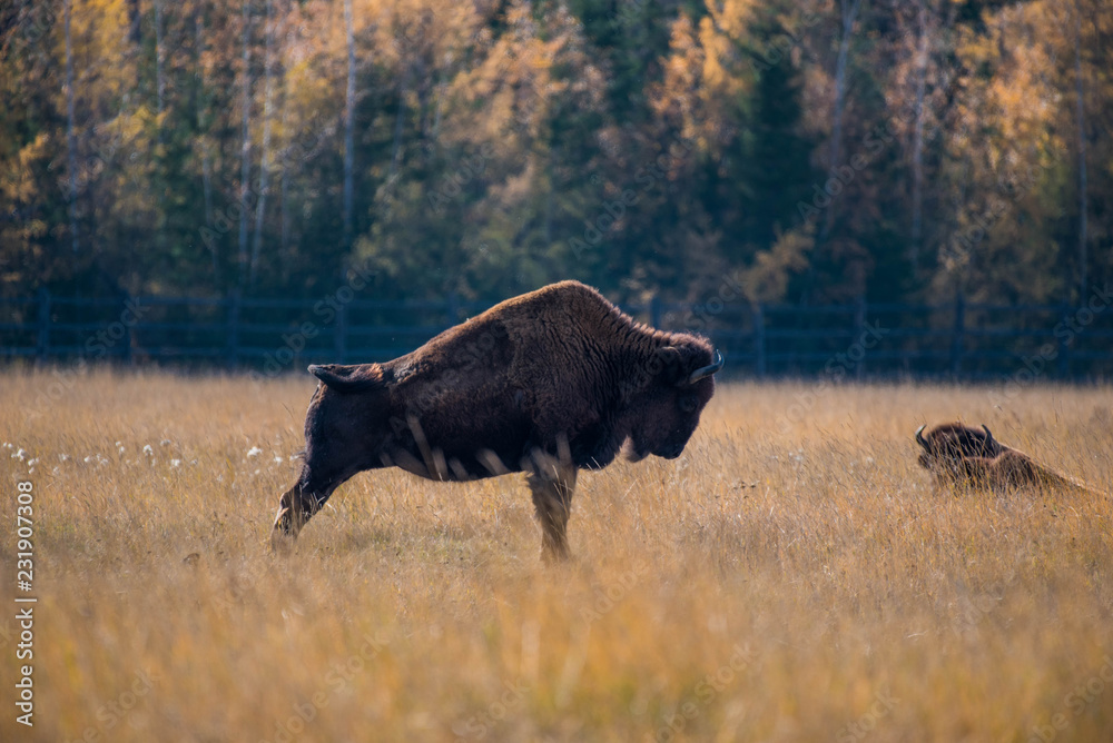 Yakut bison returned to their historic homeland, where they lived more ...
