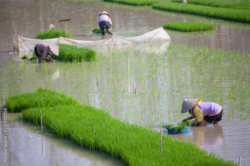 Farmers are planting rice in the field, Red River Delta, Vietnam Stock ...