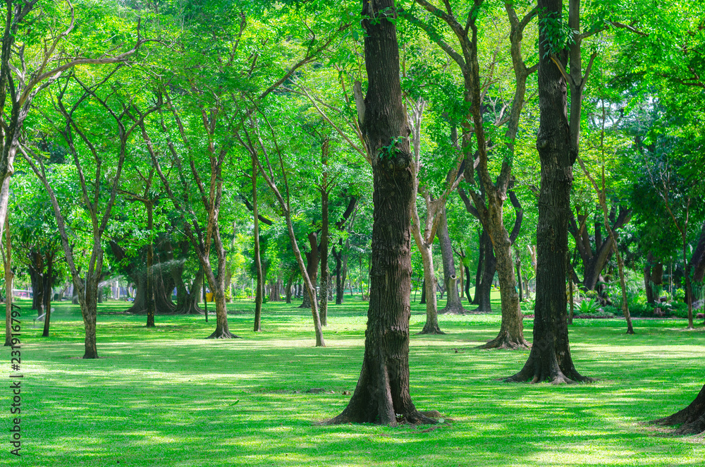 Treee Ground And Background