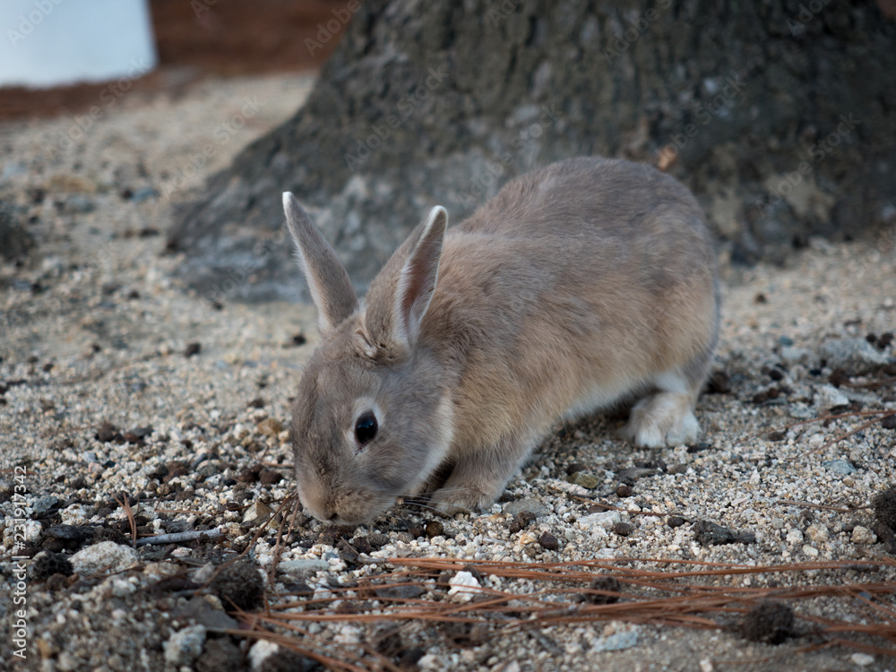 Rabbit from UsagiShima, Okunoshima Japan Stock Photo | Adobe Stock