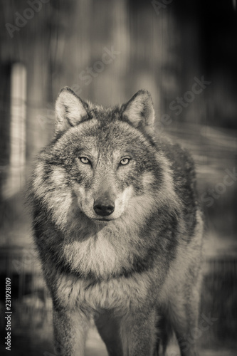 Charcoal Gray Wolf