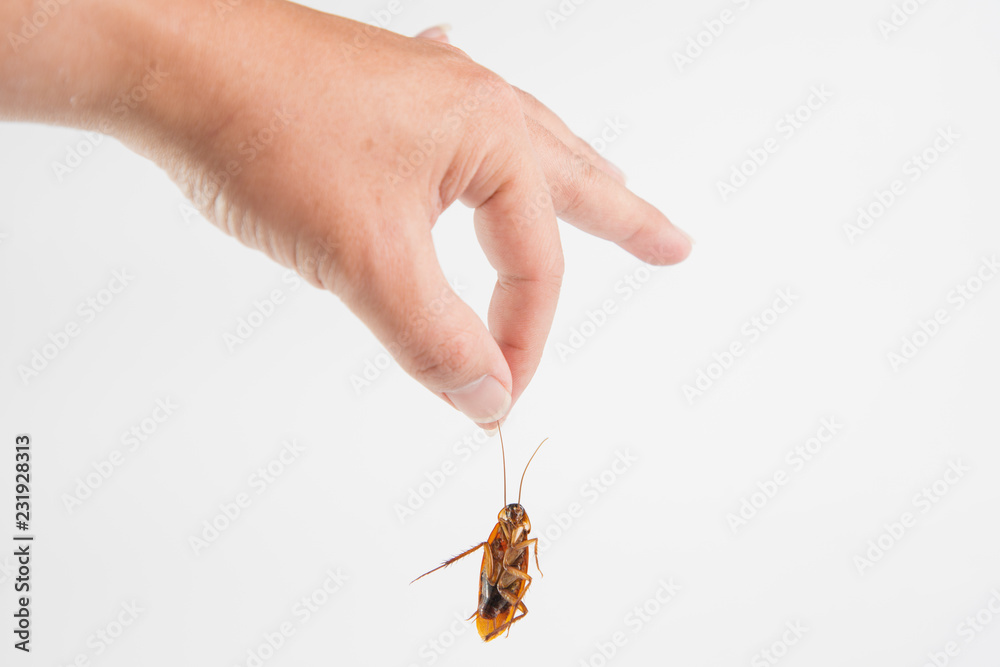 Focus hand holding body cockroach isolated on white background. Stock ...
