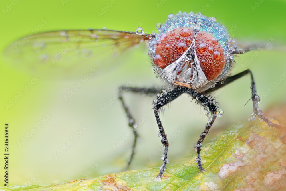 Sharp and detailed photo of Fly (Lucilia Spp. ) with morning dew Stock ...
