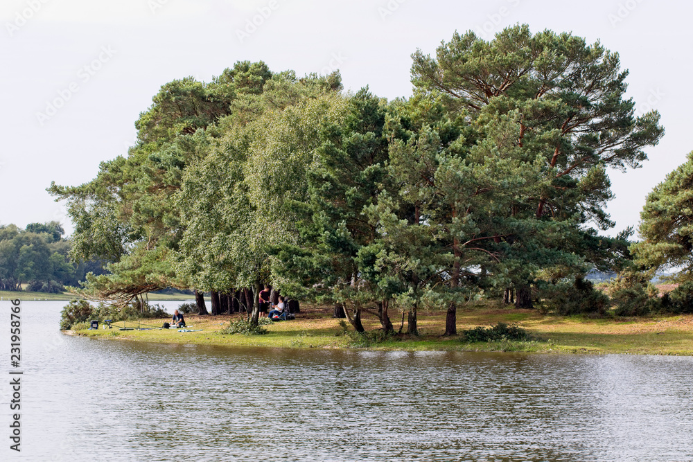 Trees alongside Hatchet Pond, New Forest National Park, Hampshire ...