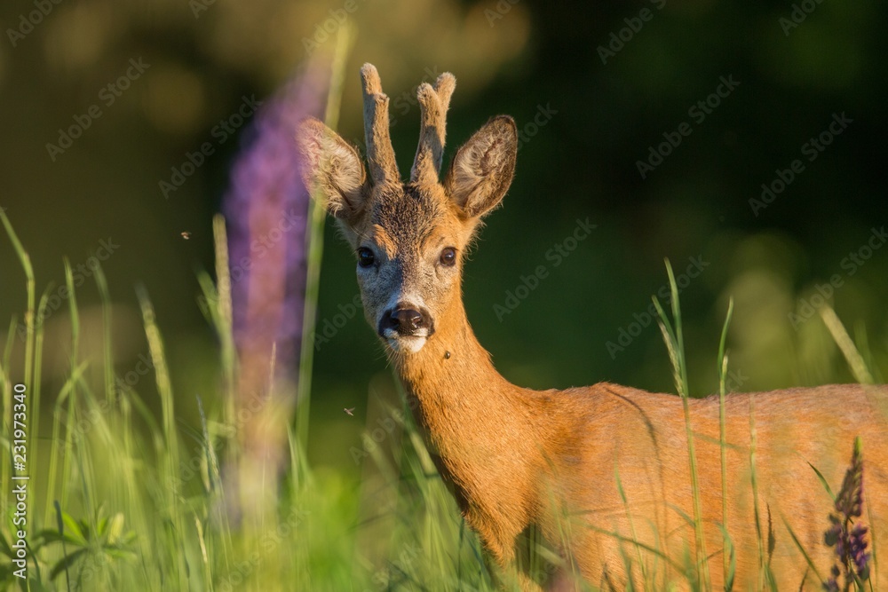 Roebuck - buck (Capreolus capreolus) Roe deer - goat Stock Photo ...