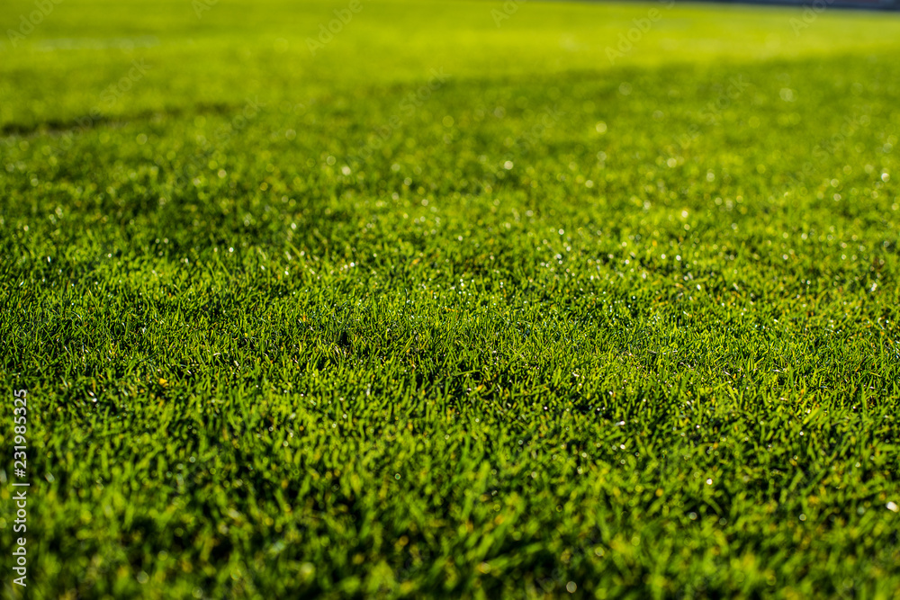 Green bright colorful grass pitch of football stafium, close up with ...