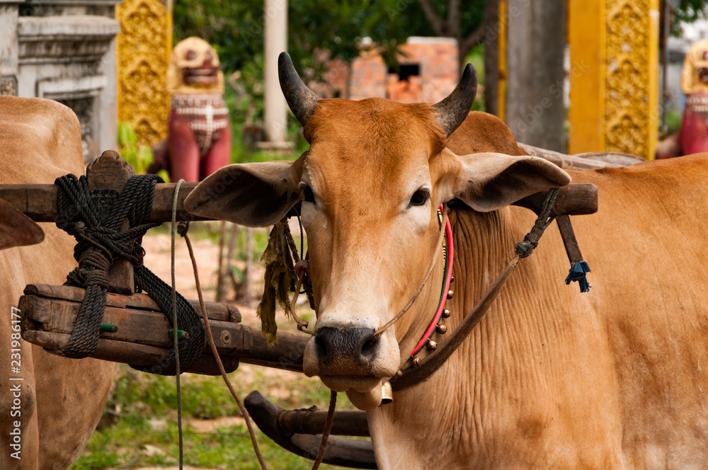 Cow Pulling Cart