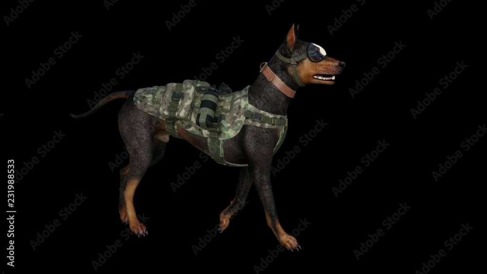 military bloodhound Dog is Going, loop, animation, transparent ...