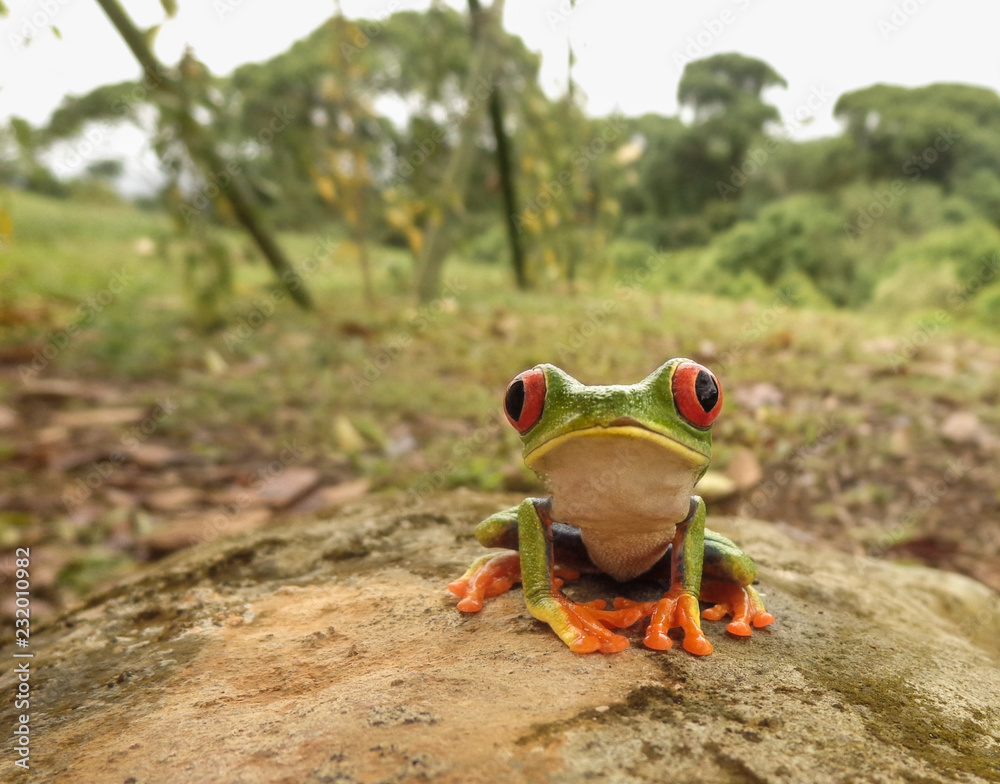 Red Eye Tree Frog posed on a large rock with the jungle behind him with ...