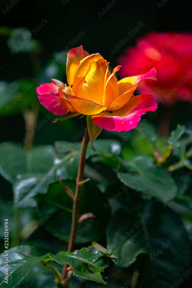 Yellow Roses With Pink Tips