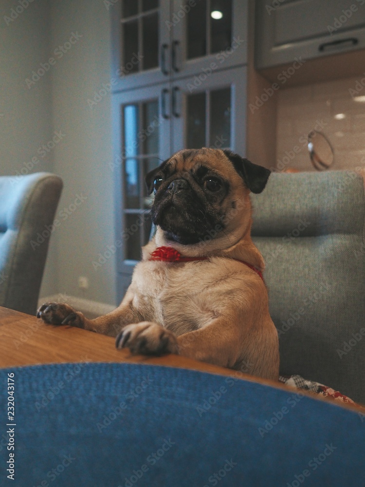 Dog breed pug sitting on the dining chair in the kitchen and waiting ...