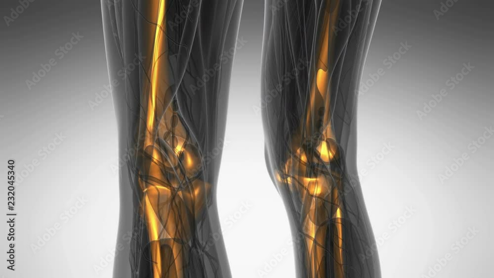 science anatomy of human body in x-ray with skeleton bones สต็อกวิดีโอ ...