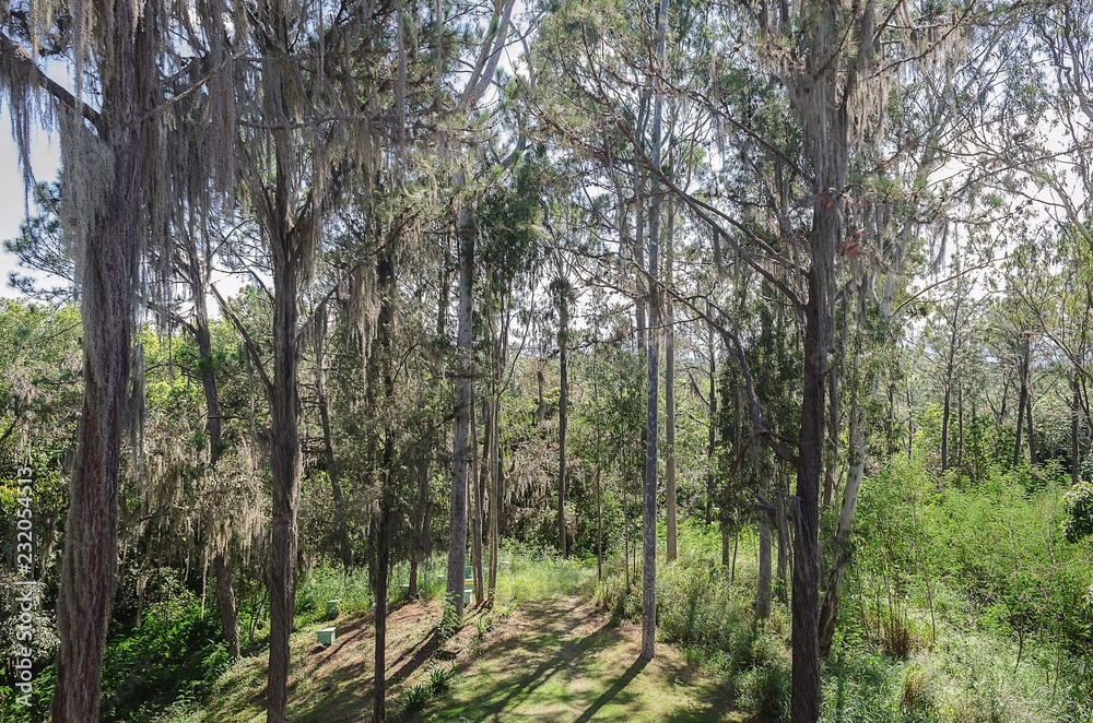 Pinus occidentalis, or Hispaniolan pine, is a pine endemic to the ...