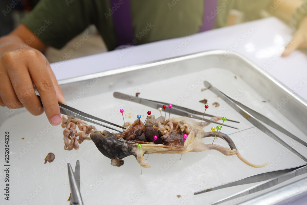 Rat Dissection-Biological Sciences,Close-up of rat comparative anatomy ...