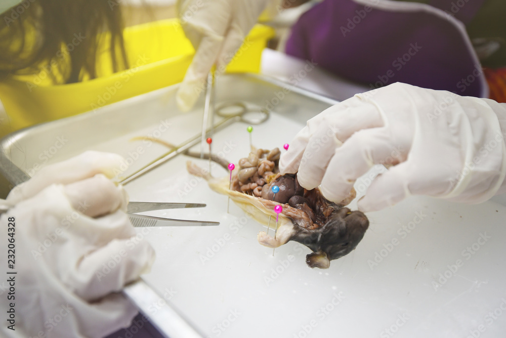 Rat Dissection-Biological Sciences,Close-up of rat comparative anatomy ...