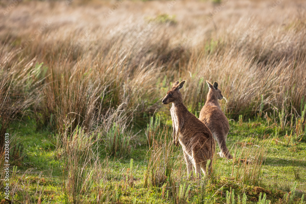 Pair of Eastern grey kangaroos (Macropus giganteus) spotted late ...