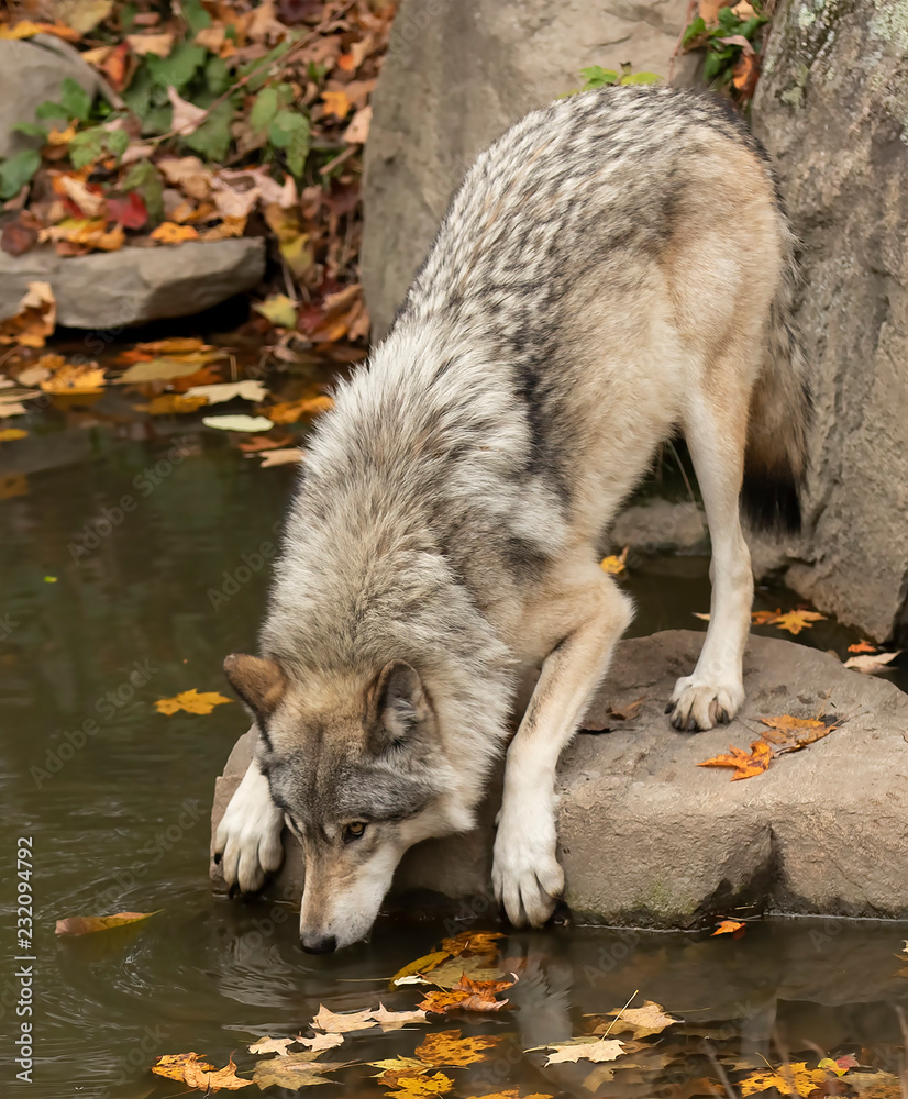 Gray Wolves Drinking Water