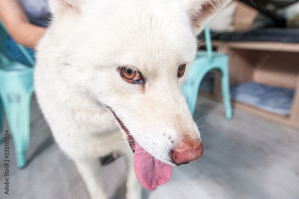 Funny close up face expression of white Japanese Akita Inu dog with ...
