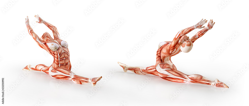 Muscles anatomy female figure workout training, isolated. Healthcare ...