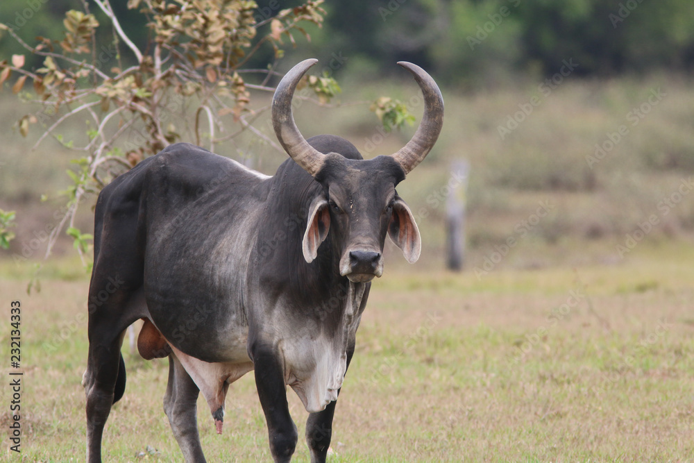 Huge Brahman Bull Stock Photo | Adobe Stock