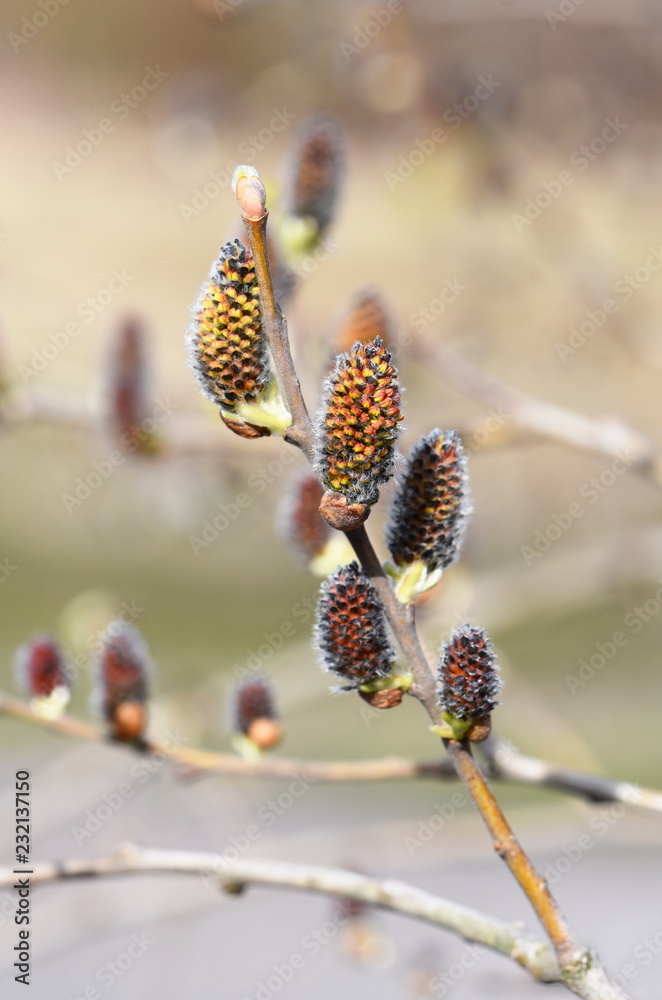 Catkins on a grey sallow shrub salix cinerea in early spring Stock ...