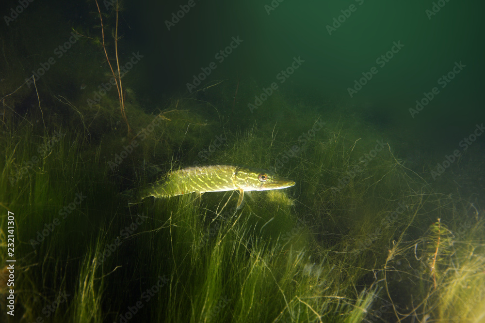 The northern pike (Esox lucius), known as a pike or pickerel,a small ...