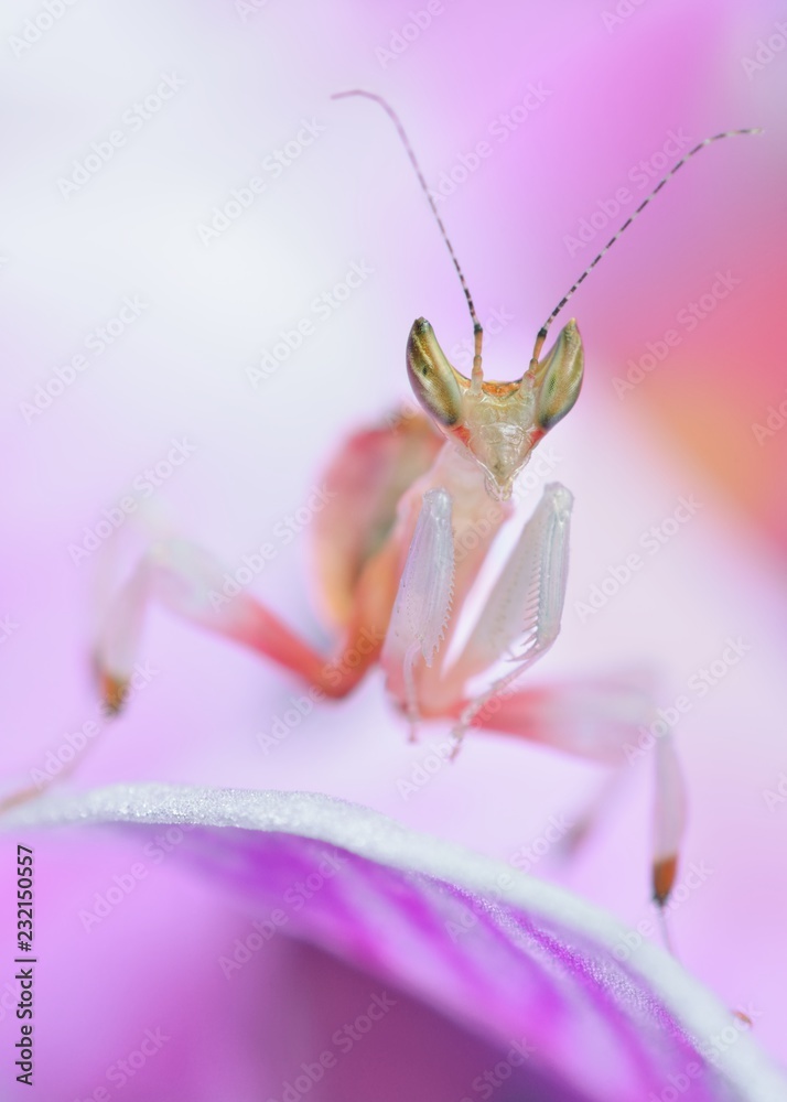 Hymenopus coronatus macro, amazing sub imago nymph of orchid mantis ...