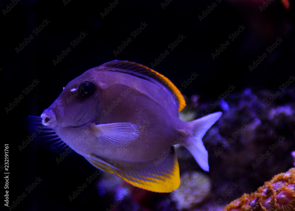 Bristletooth Tomini Tang