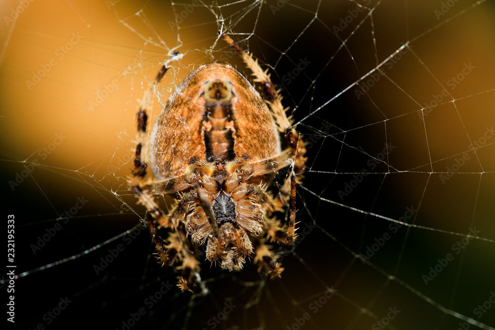 aracno Stock Photo | Adobe Stock