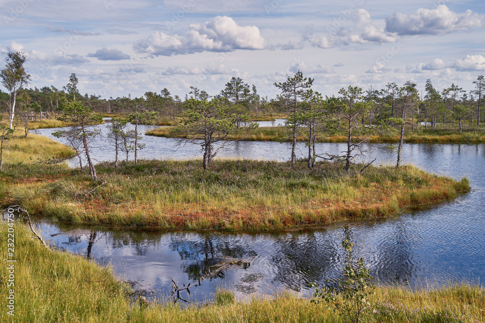 Raised bog in Latvia. Kemeri national park. Landscape Stock Photo ...