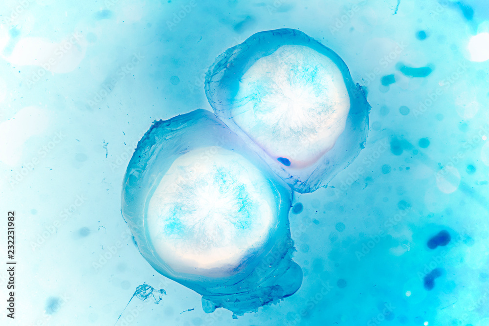 Cell embryo, Mitosis under microscope. Stock Illustration | Adobe Stock