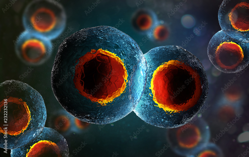 Two-cell embryo, Mitosis under microscope (3D illustration) Stock ...