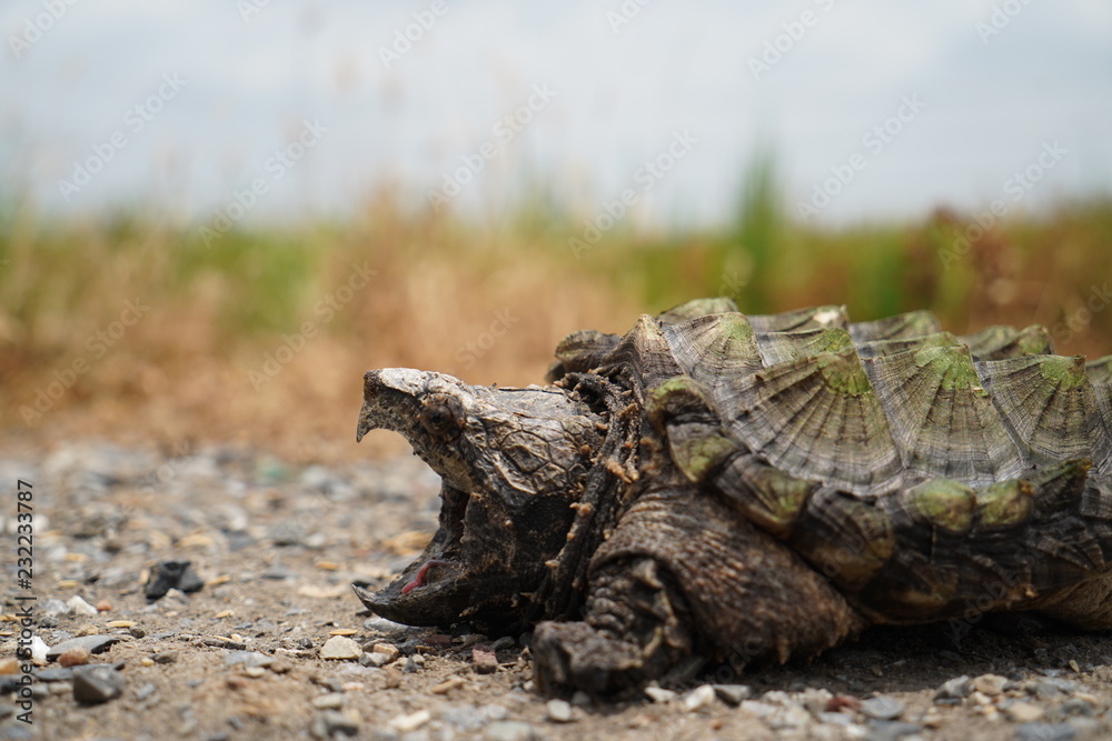 Alligator Snapping Turtle Stock Photo | Adobe Stock