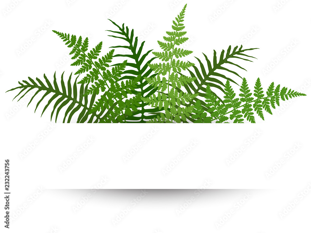 Fern frond frame vector illustration. Polypodiophyta plant leaves ...