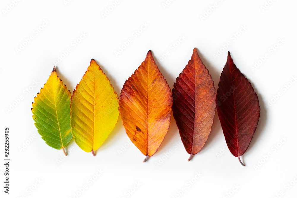 Different colored fall leaves. Set of olorful leaves isolated on white ...