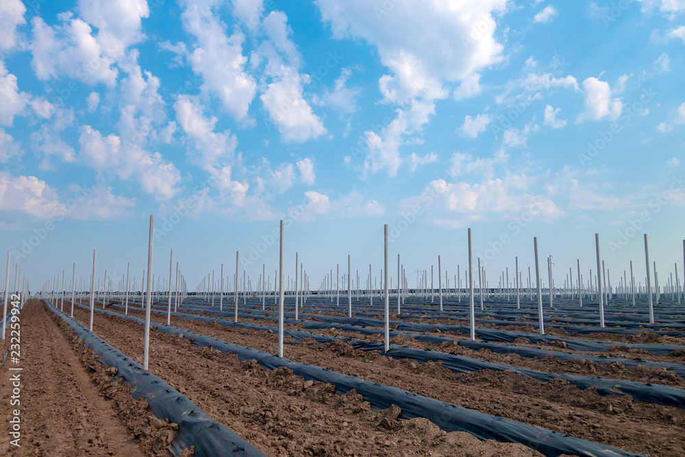 Intensive gardens plant on the field. The beds prepared for planting of ...