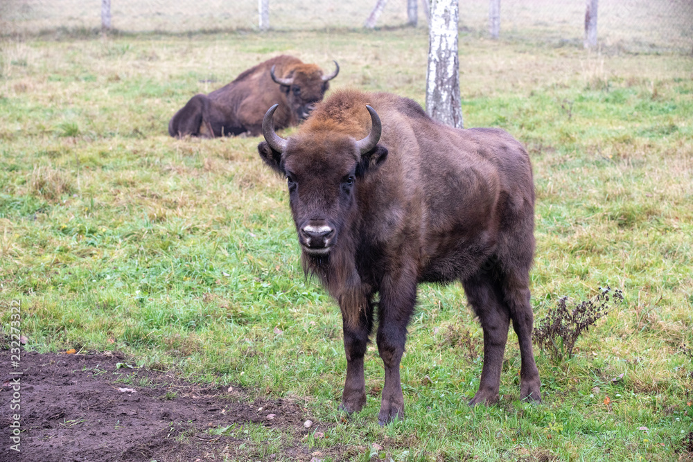 European bison in a forest reserve in Lithuania Stock Photo | Adobe Stock