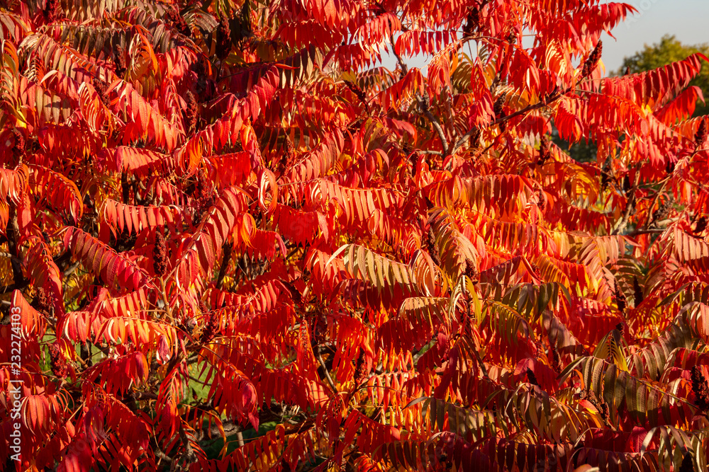 Autumn colors of the Rhus typhina (Staghorn sumac, Anacardiaceae). Red ...
