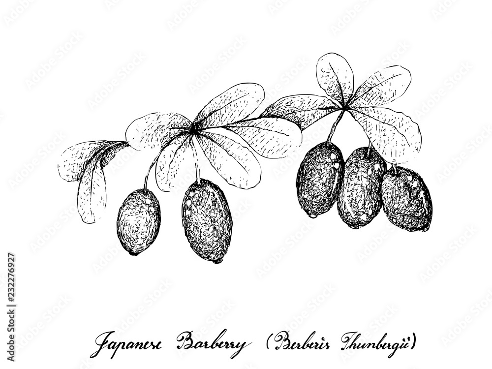 Berry Fruit, Illustration Hand Drawn Sketch of Fresh Japanese Barberies ...