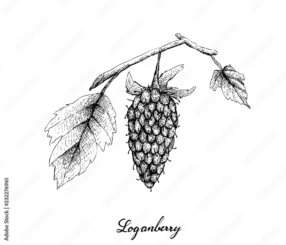 Berry Fruits, Illustration of Hand Drawn Sketch Delicious Fresh ...